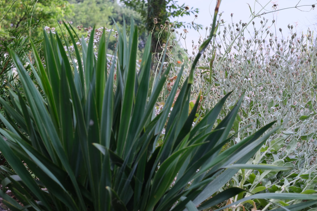 Plant Family: Asparagaceae – The Old Dairy Nursery & Gardens