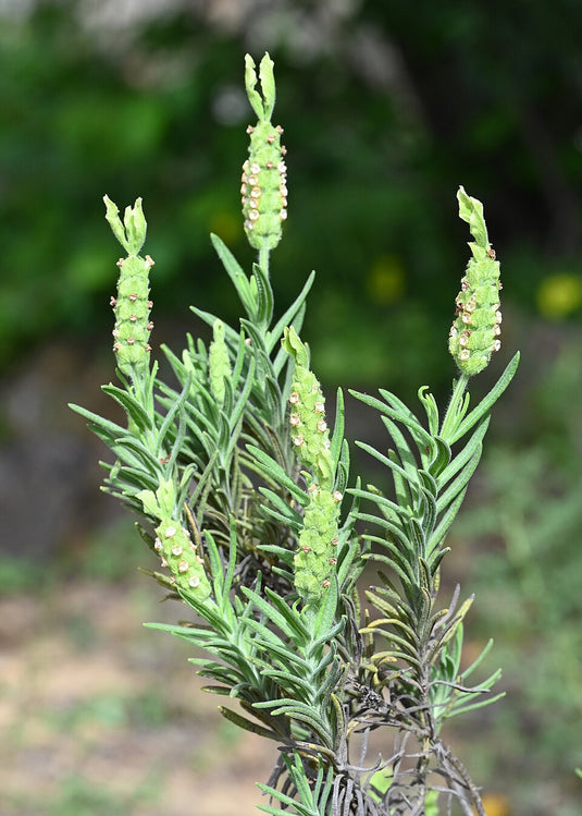 Lavandula viridis | yellow lavender – The Old Dairy Nursery & Gardens
