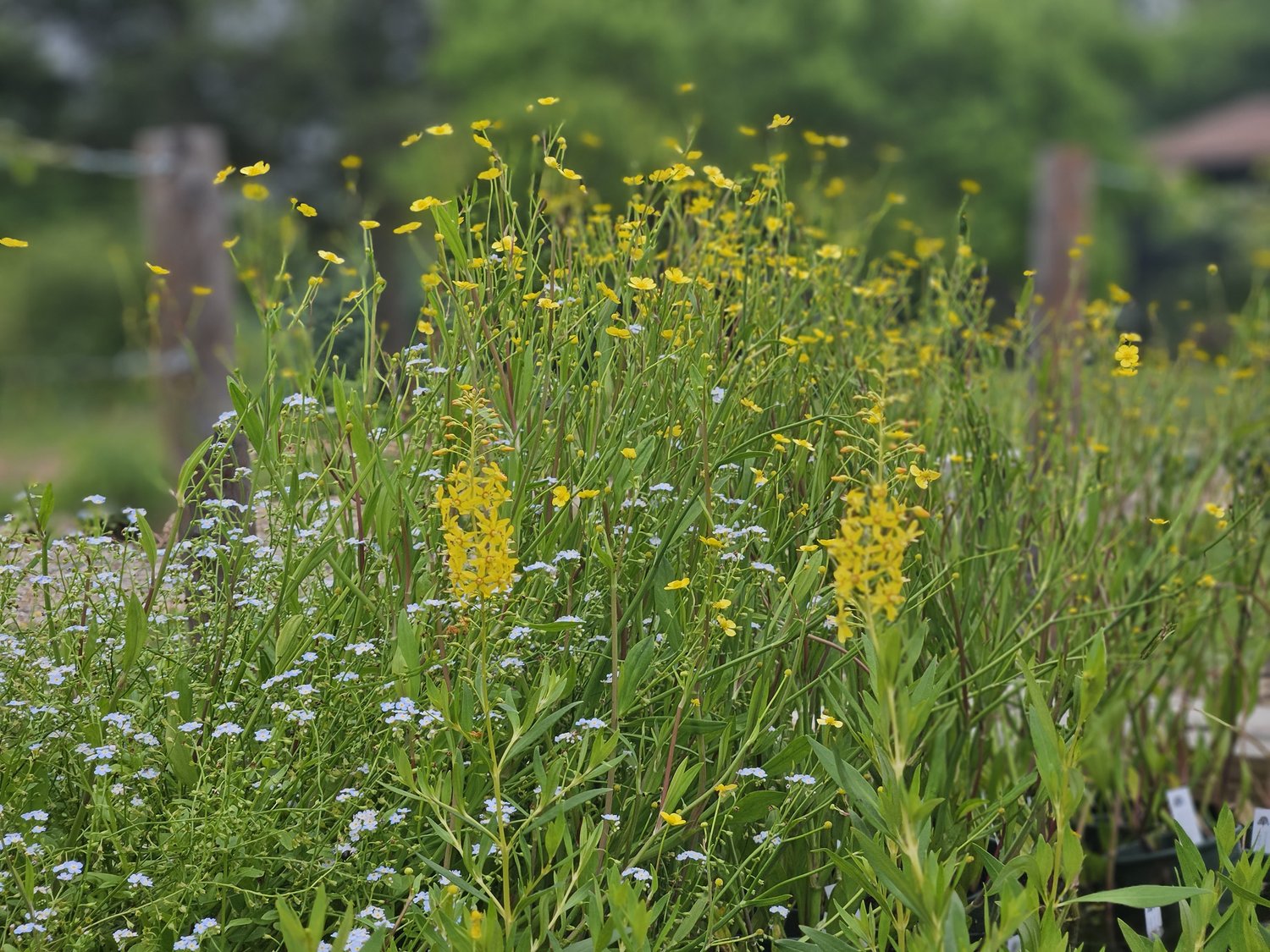 Lysimachia terrestris | swamp candles – The Old Dairy Nursery & Gardens