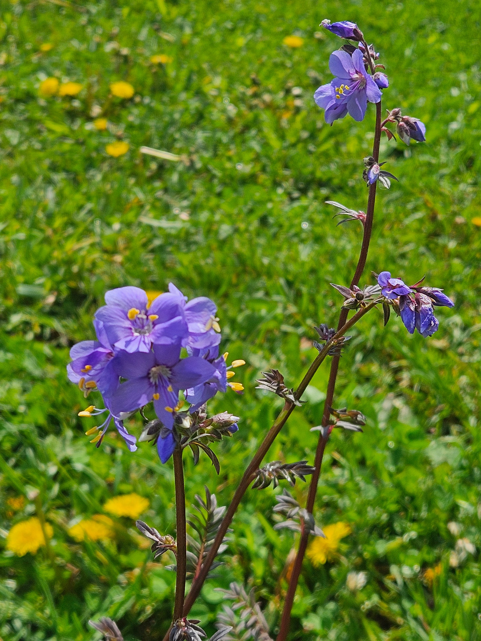 polemonium bressingham purple problems