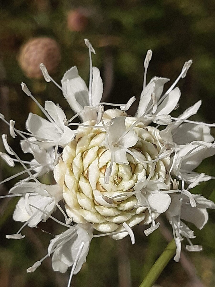 Cephalaria leucantha | giant scabious – The Old Dairy Nursery & Gardens