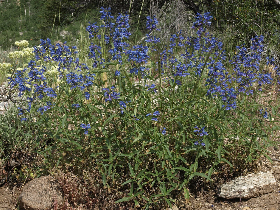 Penstemon superbus | superb beardtongue – The Old Dairy Nursery & Gardens